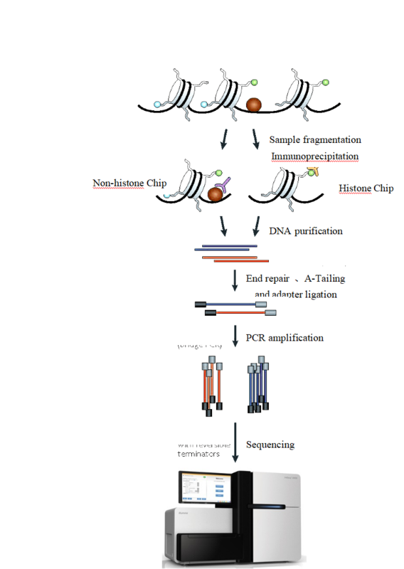 ChIP-seq技术介绍