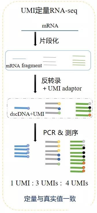 给你的RNA一个UMI，更精准的转录组测序在这里！