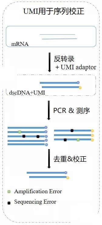 给你的RNA一个UMI，更精准的转录组测序在这里！