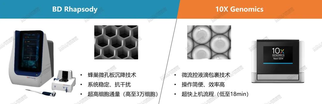 【海洋生物单细胞测序】 大量实验结果显示BD平台具有明显优势