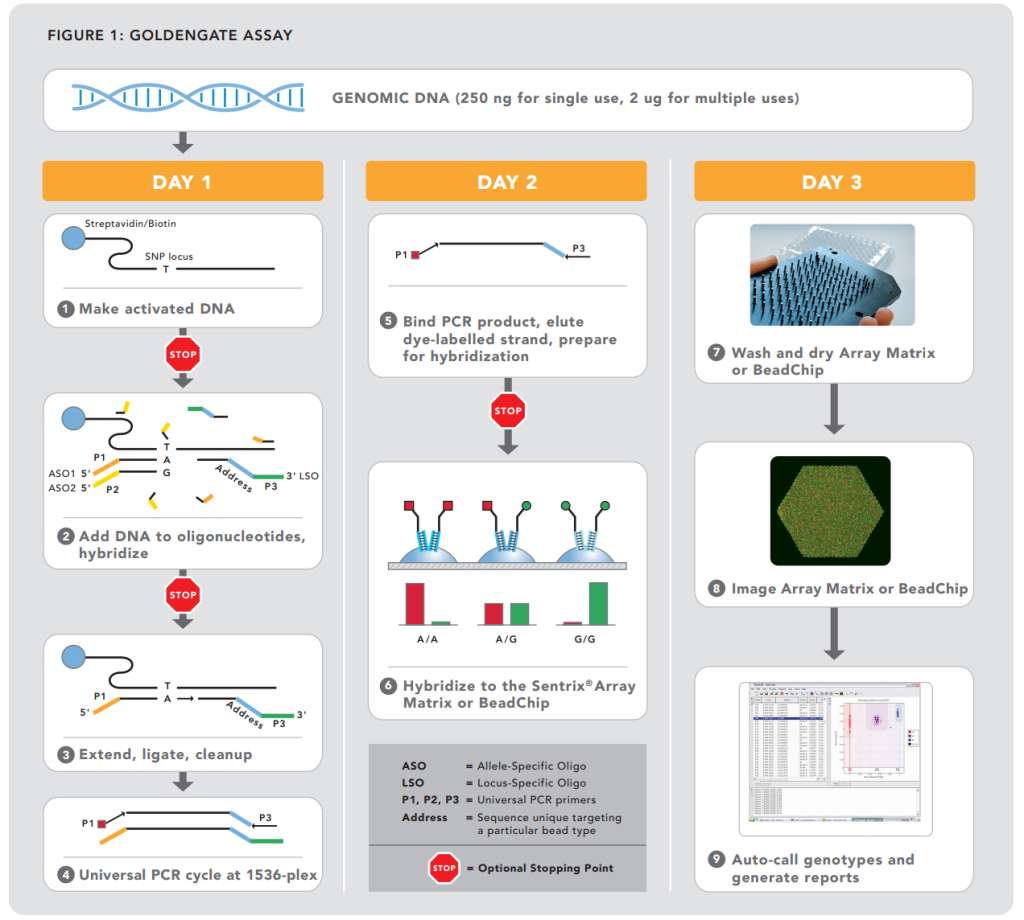 中通量SNP检测——Illumina GoldenGate 技术方案