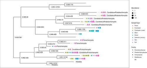 phyloseq | 用 R 分析微生物组数据及可视化