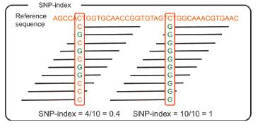 SNP-Index计算（窗口基于物理距离）
