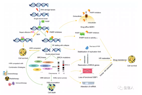 胰腺癌中PARP抑制剂分子机制