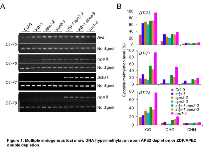 客户文章解读（Plant Cell）