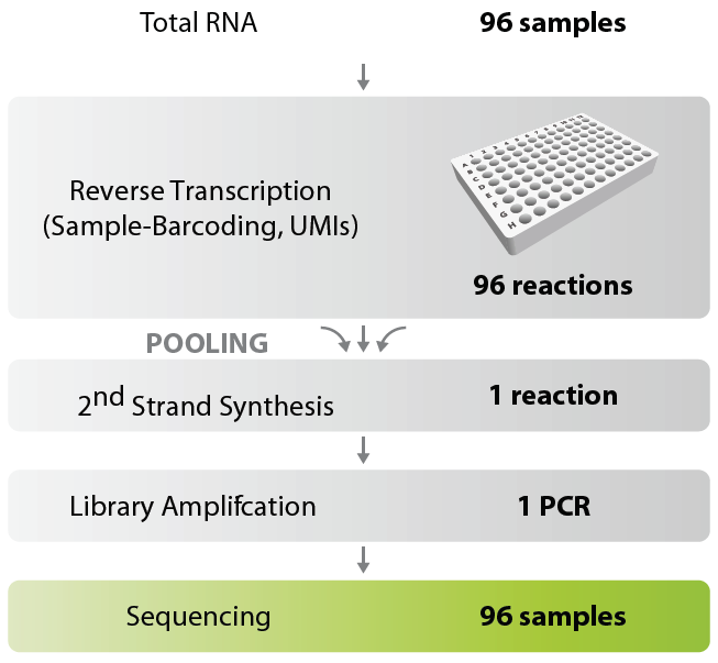 Quanteq pool样品barcode 3‘ mRNA-seq文库构建试剂盒