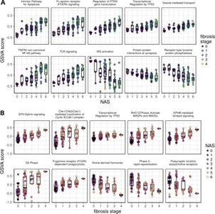 GSVA（基因集变异分析，反映了样本和感兴趣的通路之间的联系）
