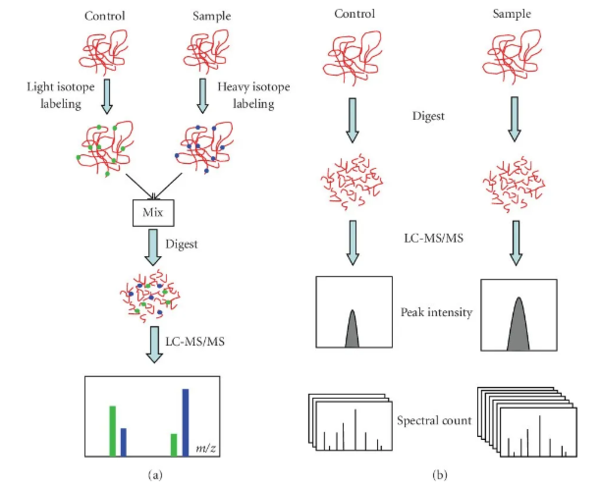 一文了解DIA、TMT/iTRAQ、传统Label free区别在哪？
