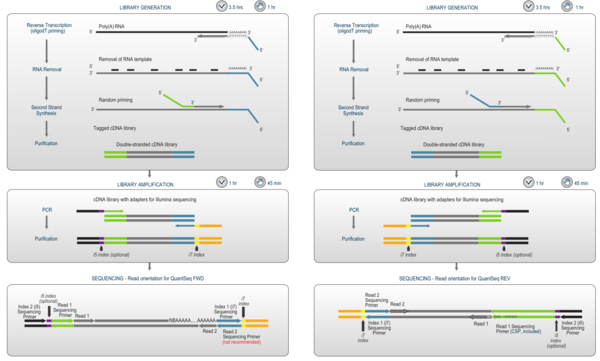 Quant-seq表达谱文库构建试剂盒