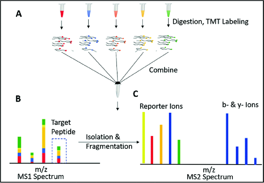一文了解DIA、TMT/iTRAQ、传统Label free区别在哪？