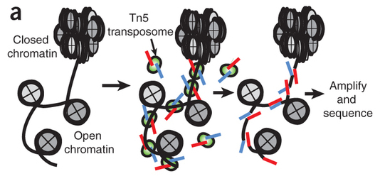 ATAC-seq
