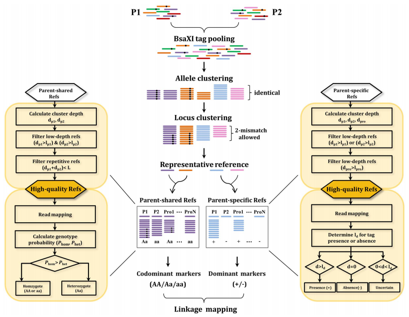 高效率的简化基因组技术：2b-RAD