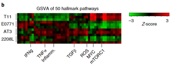 GSVA（基因集变异分析，反映了样本和感兴趣的通路之间的联系）