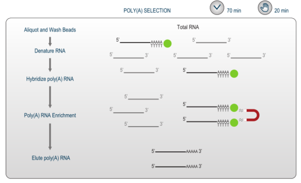 ploy (A) RNA选择试剂盒