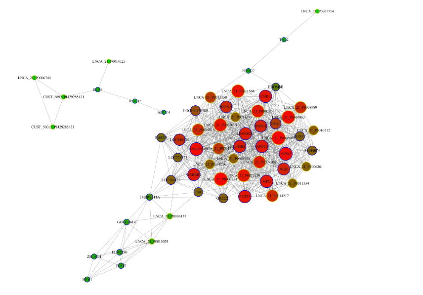 lncRNA分析