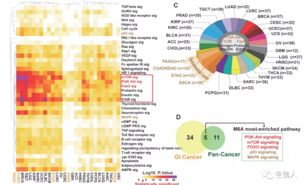 m6A+特定pathway思路
