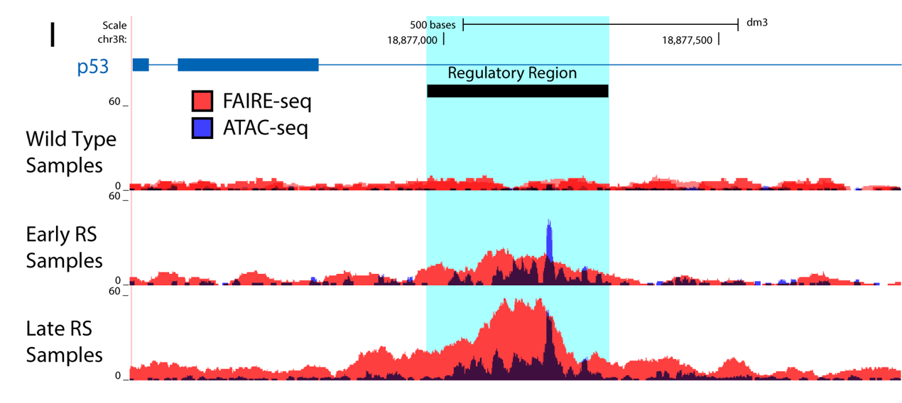 ATAC-seq