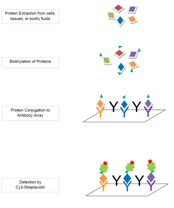 蛋白芯片选择与使用手册