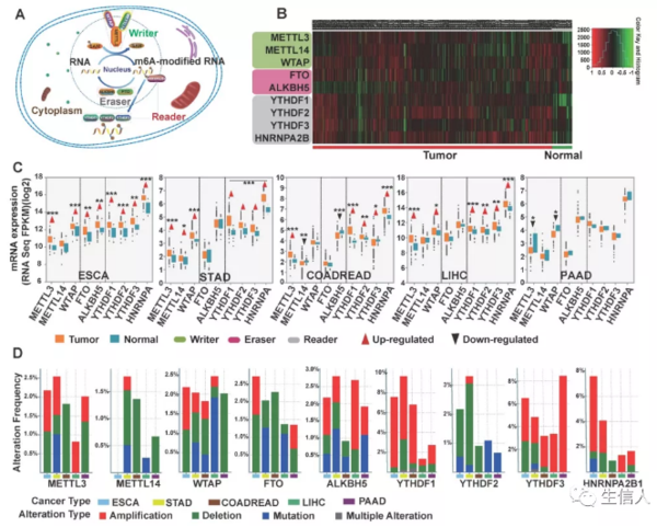 m6A+特定pathway思路
