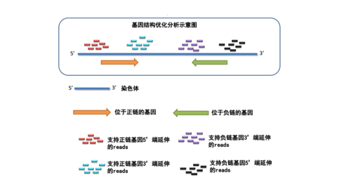 RNA-seq报告解读：基因结构注释优化 - 云生物—上海生物医药科研服务云平台+测序，芯片，科研解决方案
