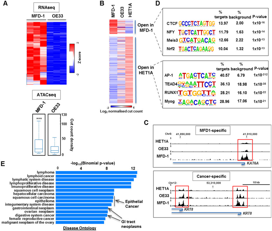 ATAC-seq