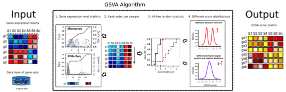 GSVA（基因集变异分析，反映了样本和感兴趣的通路之间的联系）