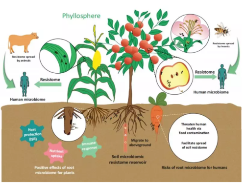 植物微生态二三事