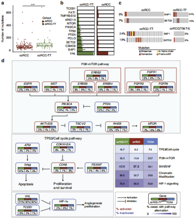 整合中国透明细胞肾细胞癌基因组揭示血栓相关特征